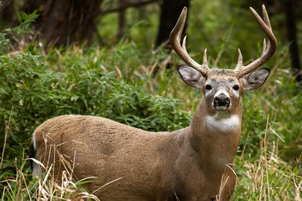 Animal Tracking & Hunting | Camp War Eagle